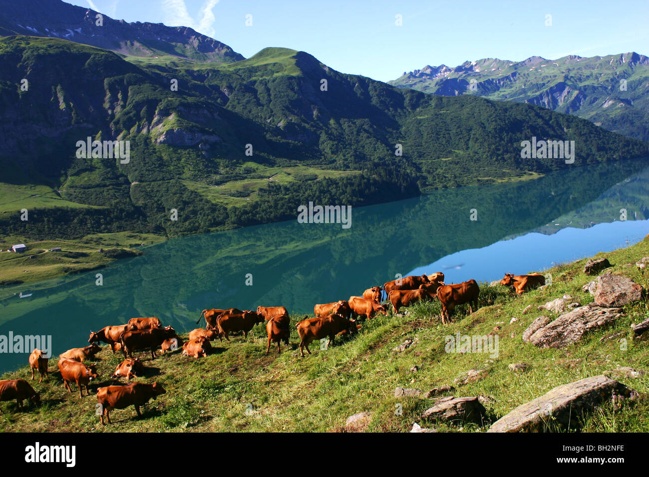 Tarentaise cows hi-res stock photography and images - Alamy