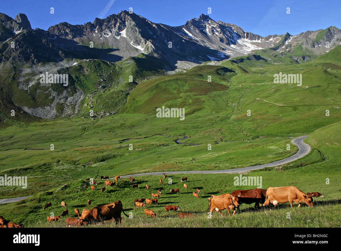 TARENTAISE COW WITH ITS BELL IN ALPINE PASTURE, BEAUFORTAIN, SAVOIE (73 ...