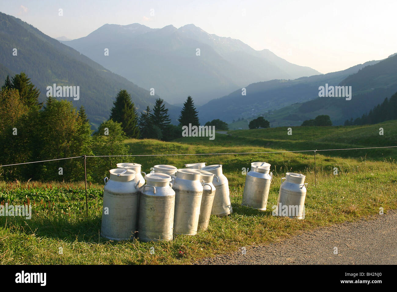 COLLECTING MILK FROM THE HIGH MOUNTAIN PASTURE, BEAUFORTIN Stock Photo ...