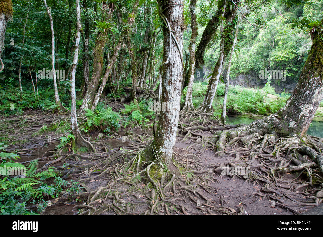 Monumento Natural Semuc Champey, Alta Verapaz, Guatemala Stock Photo ...