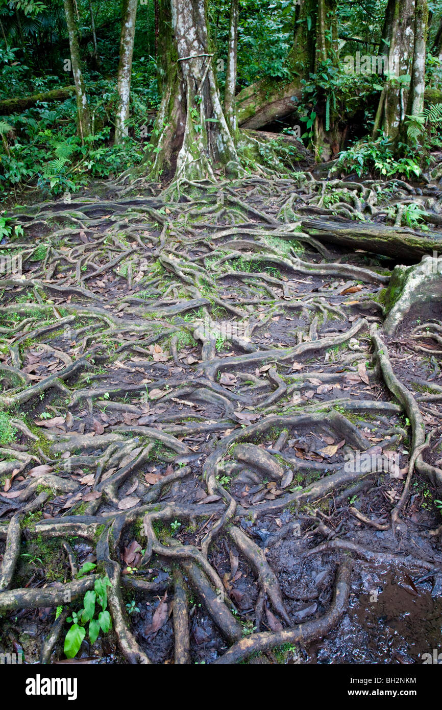 Monumento Natural Semuc Champey, Alta Verapaz, Guatemala Stock Photo ...