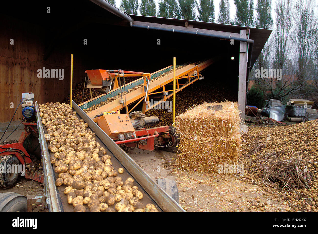 Potato conveyor belt hi-res stock photography and images - Alamy
