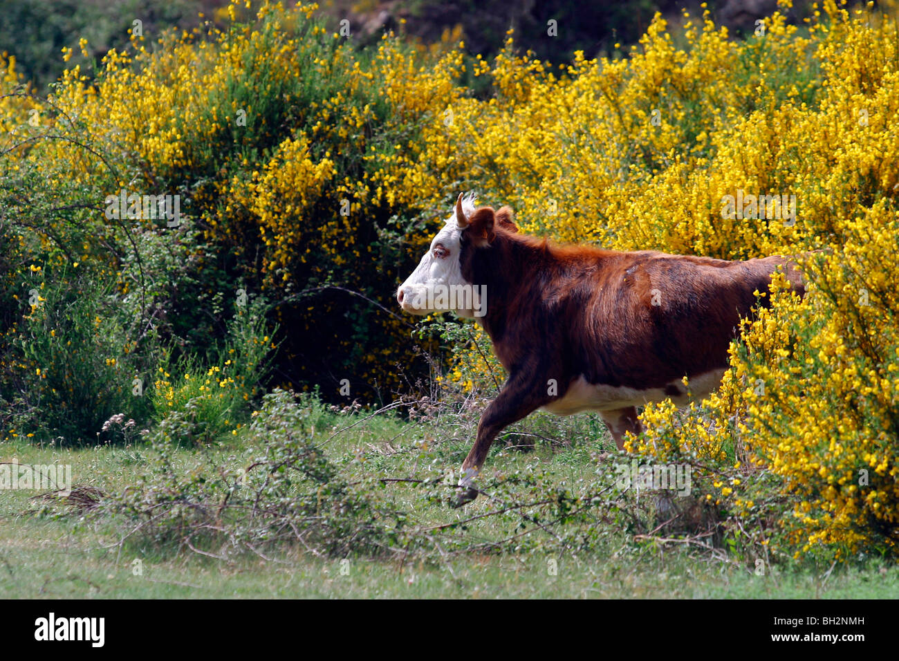 CORSICAN COW AMONGST THE BROOM, CORSICA, FRANCE Stock Photo - Alamy