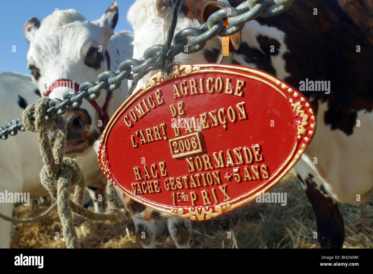 NORMANDY COW AT THE AGRICULTURAL SHOW OF ALENCON, ORNE (61 Stock Photo ...