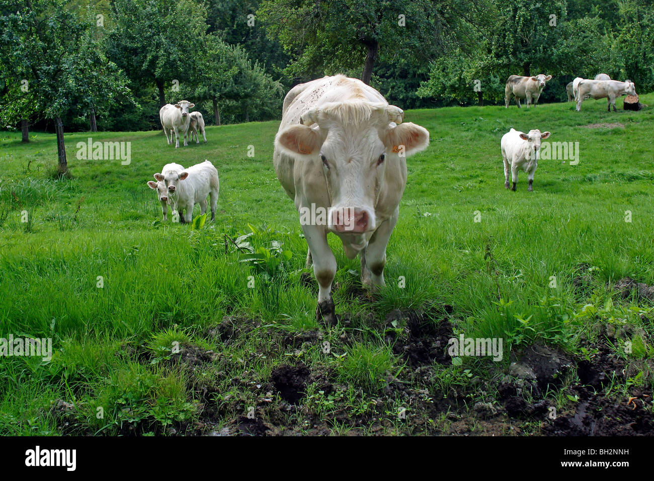 CHAROLAISE COW IN THE MEADOW, ORNE (61 Stock Photo - Alamy