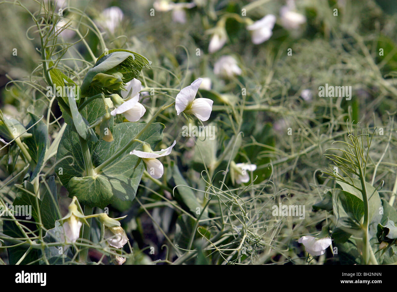 Fields pea flowers hi-res stock photography and images - Alamy