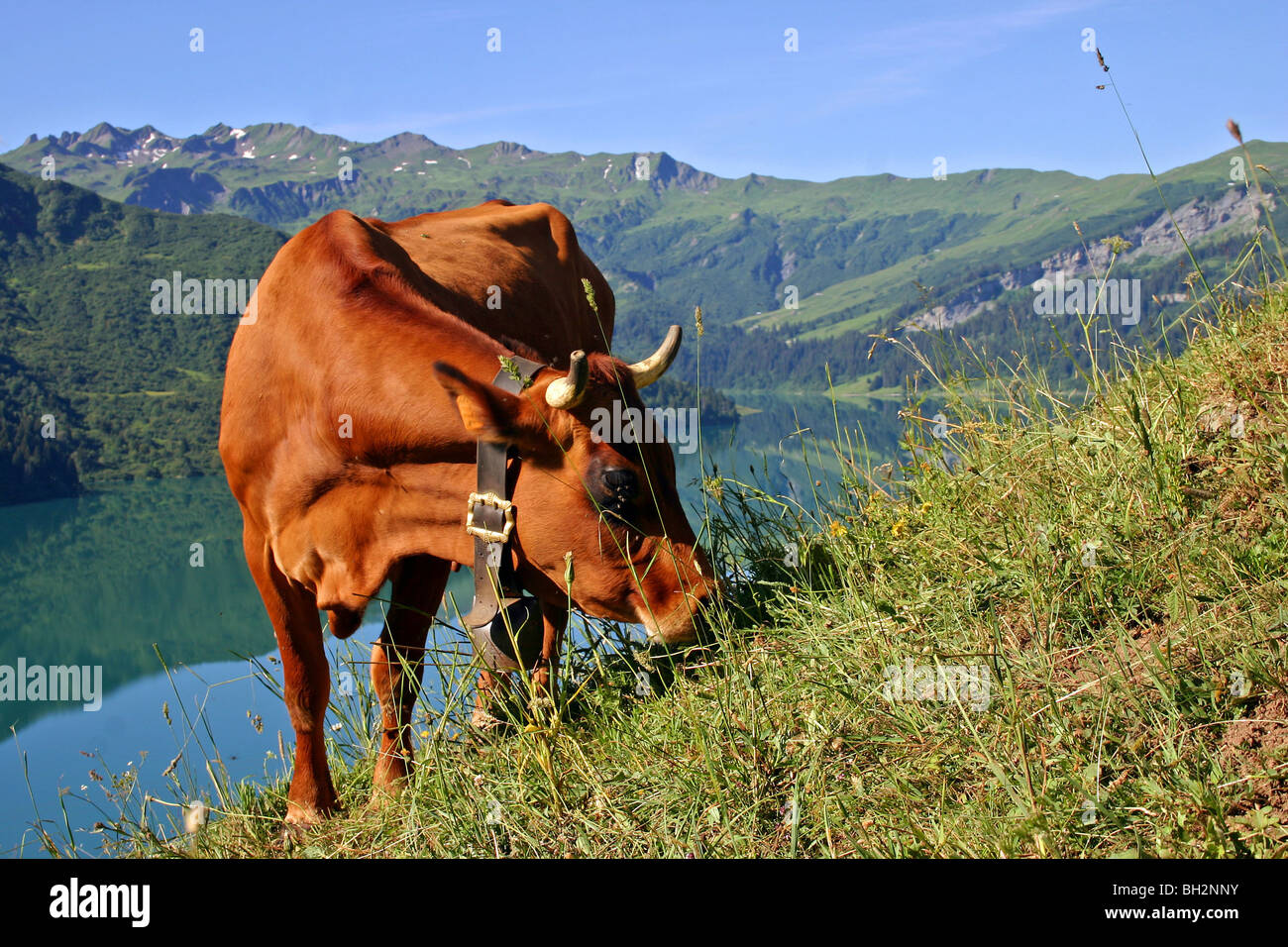 Tarentaise Cow High Resolution Stock Photography and Images - Alamy