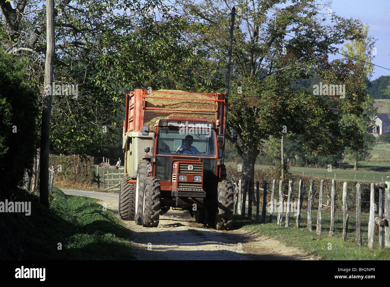 TRANSPORT OF THE HARVEST, CORN ENSILAGE, DORDOGNE, FRANCE Stock Photo ...