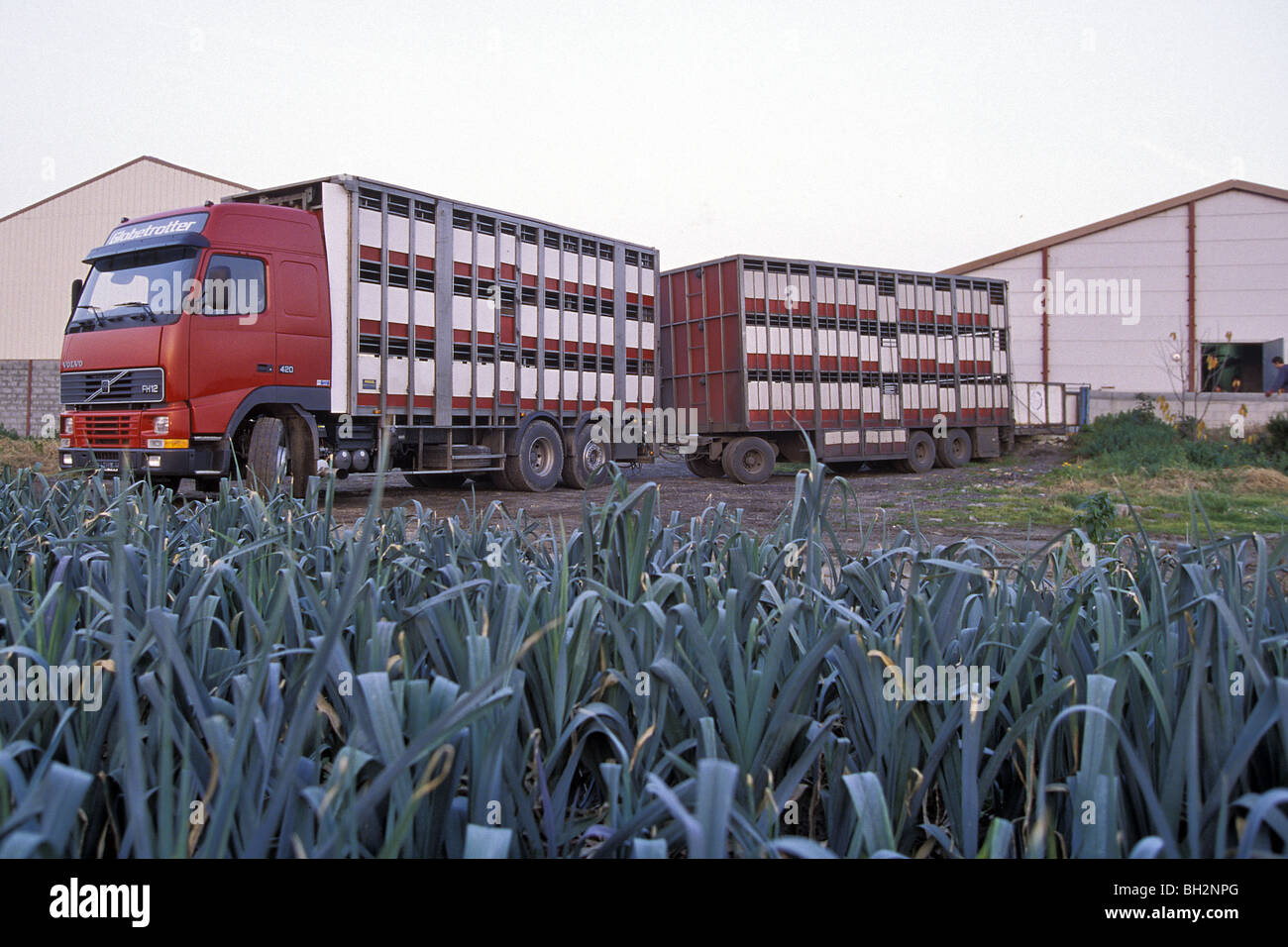 Transporting market pigs hi-res stock photography and images - Alamy