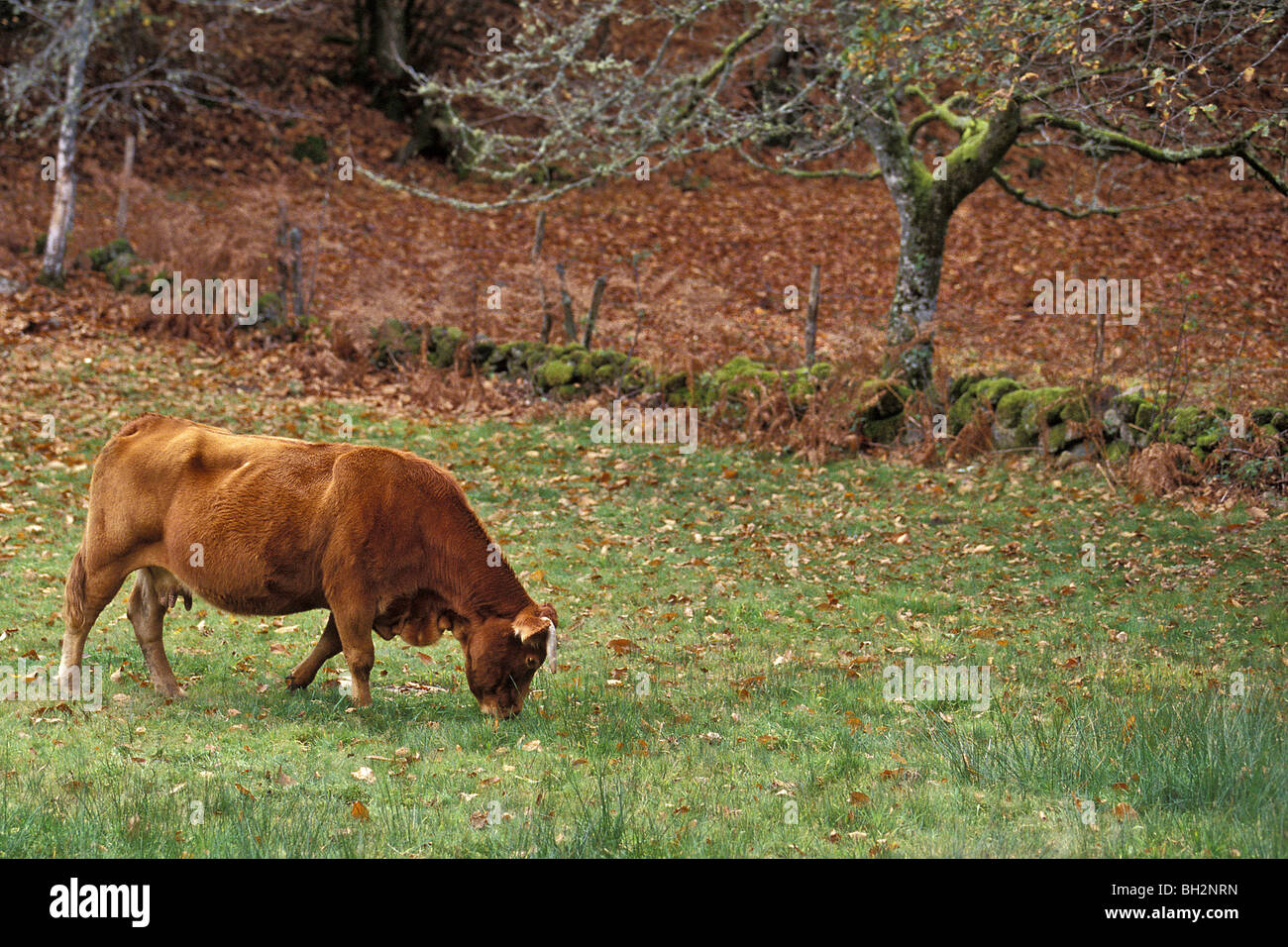 LIMOUSINE COW IN THE MEADOW, DORDOGNE (24), FRANCE Stock Photo - Alamy