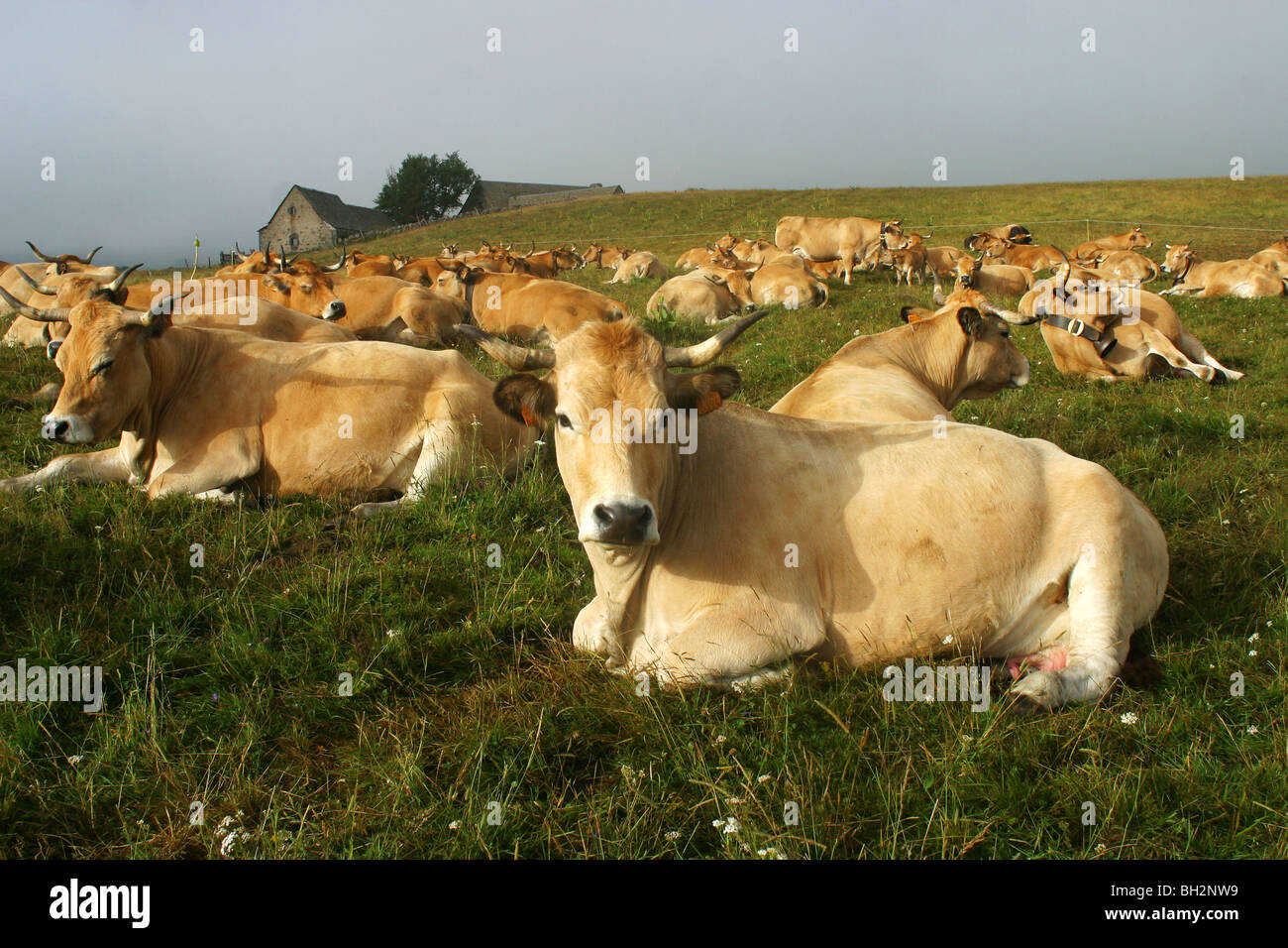 Aubrac cattle cattle bull europe hi-res stock photography and images ...