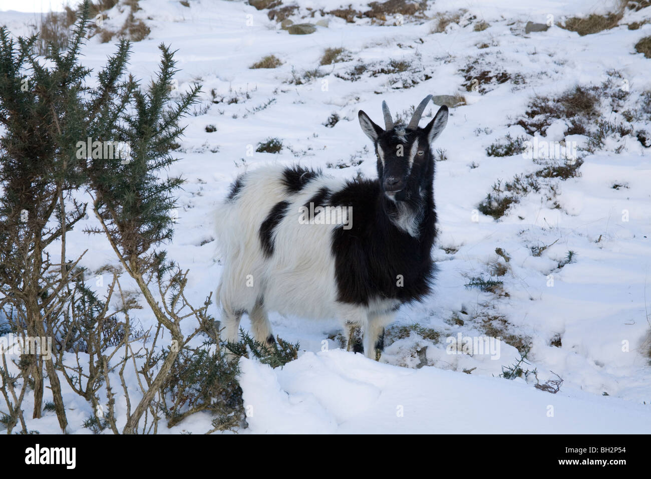 North Wales UK January One of Eryri Snowdonia National Park wild goats ...