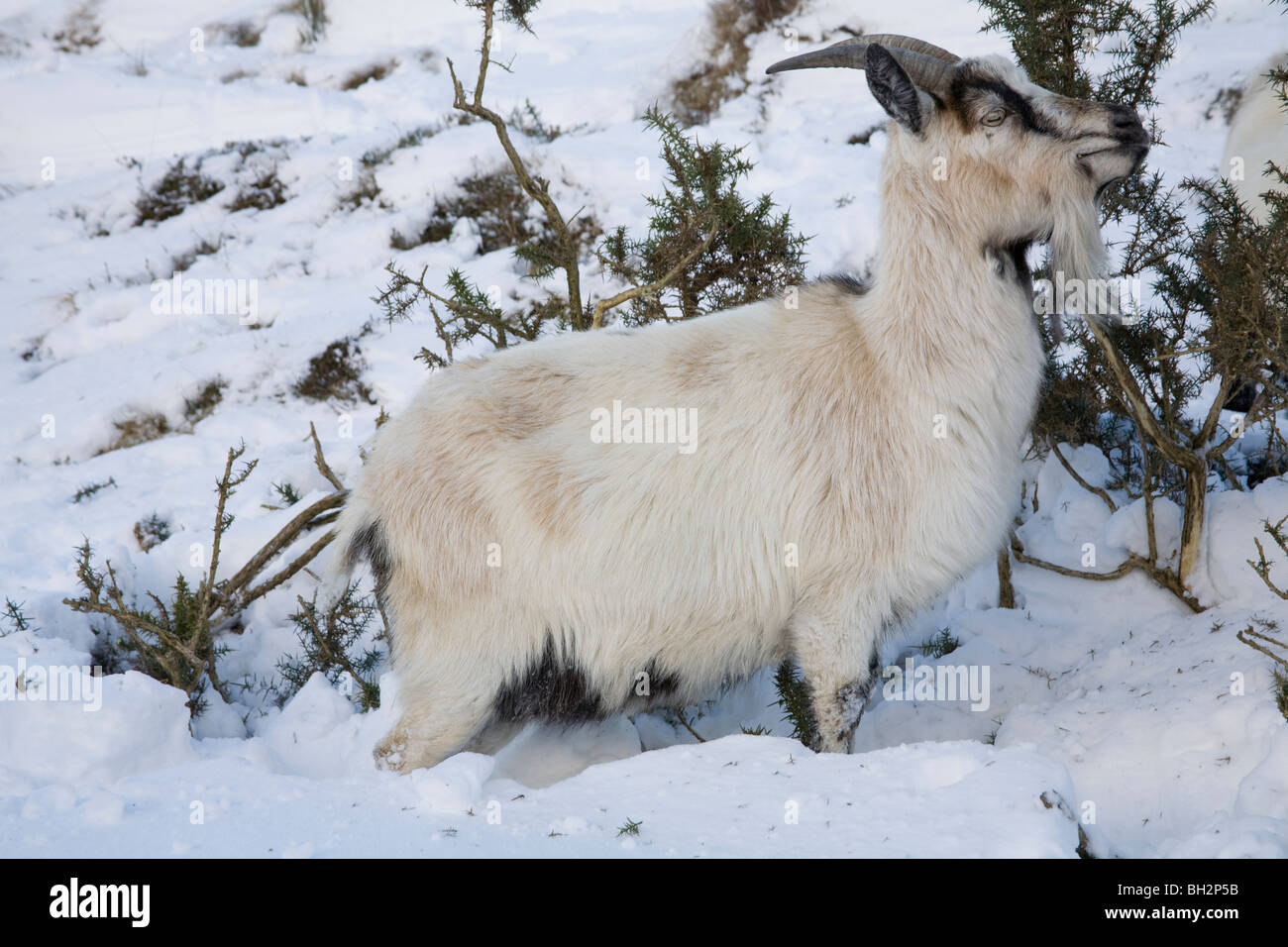 North Wales UK January Eryri Snowdonia National Park wild goat down in ...