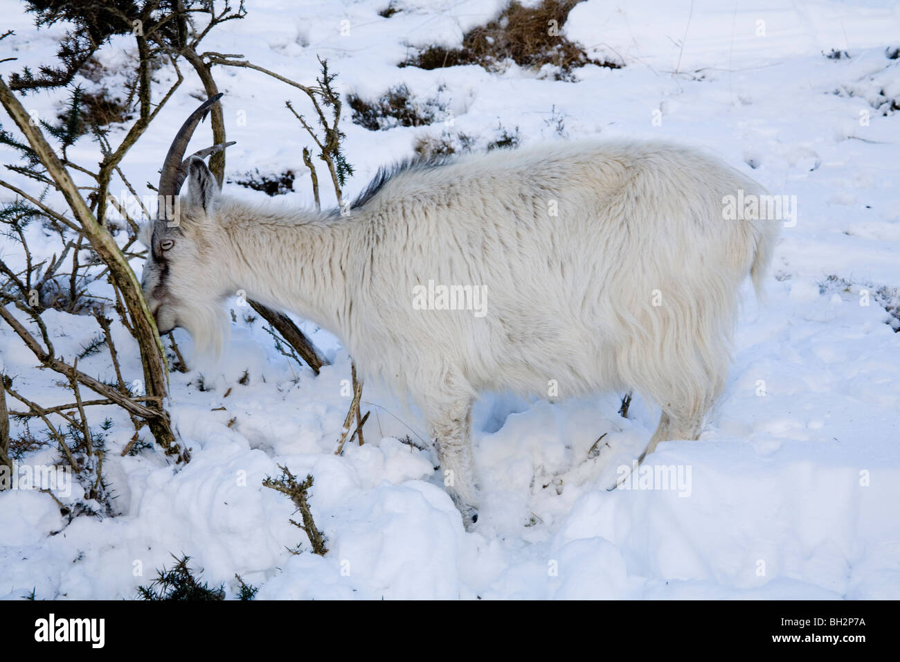 North Wales UK January Snowdonia National Park wild goat down in valley ...