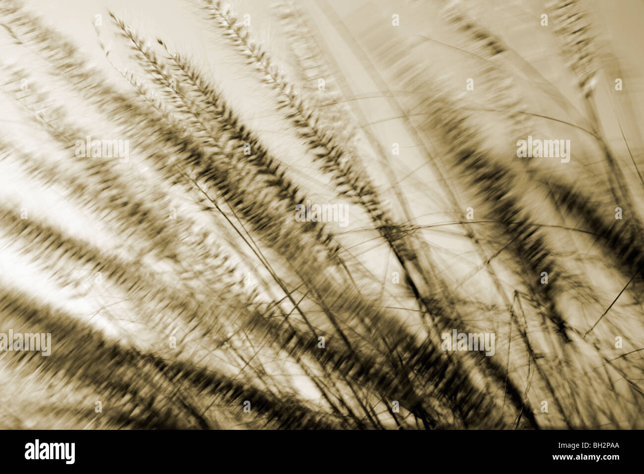 Grass blowing in the wind. Sepia toned in Photoshop Stock Photo - Alamy