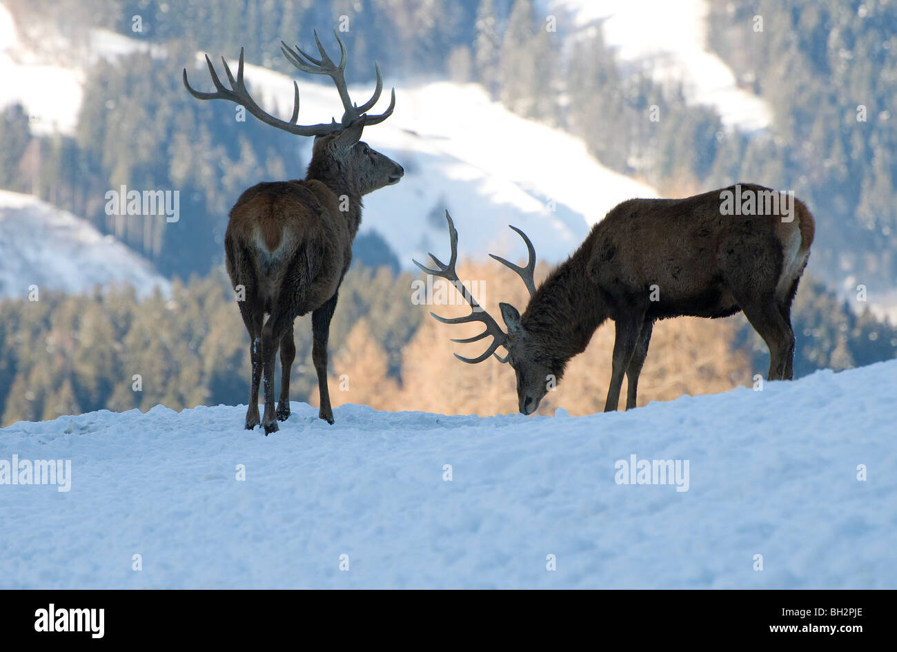 Austrian wildlife hi-res stock photography and images - Alamy