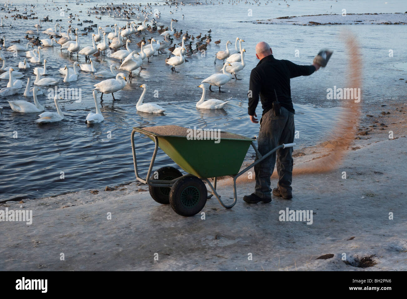 WWT Martin Mere Wetland Centre: Feeding the birds at 3pm Whooper swans ...