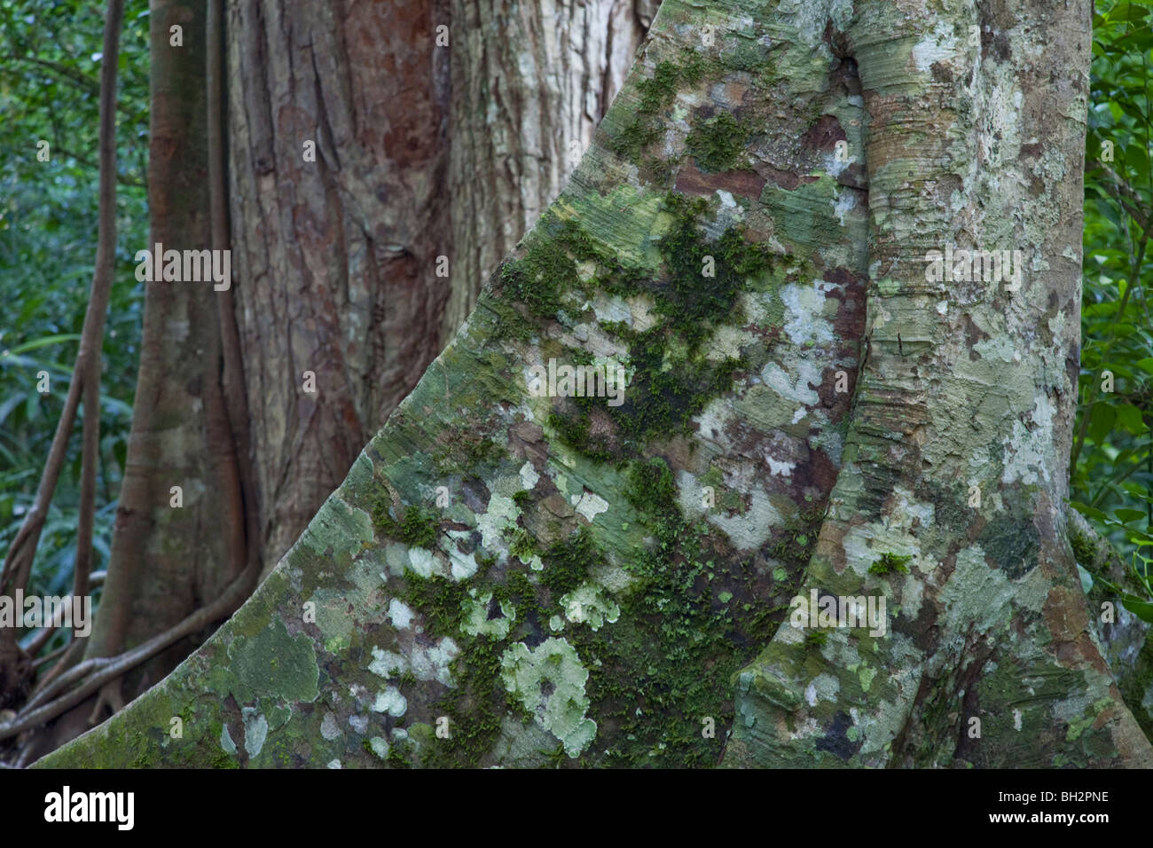 Tikal guatemala forest hi-res stock photography and images - Alamy