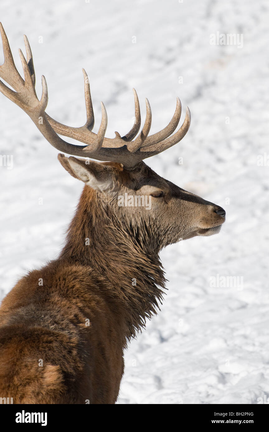 Austrian wildlife hi-res stock photography and images - Alamy