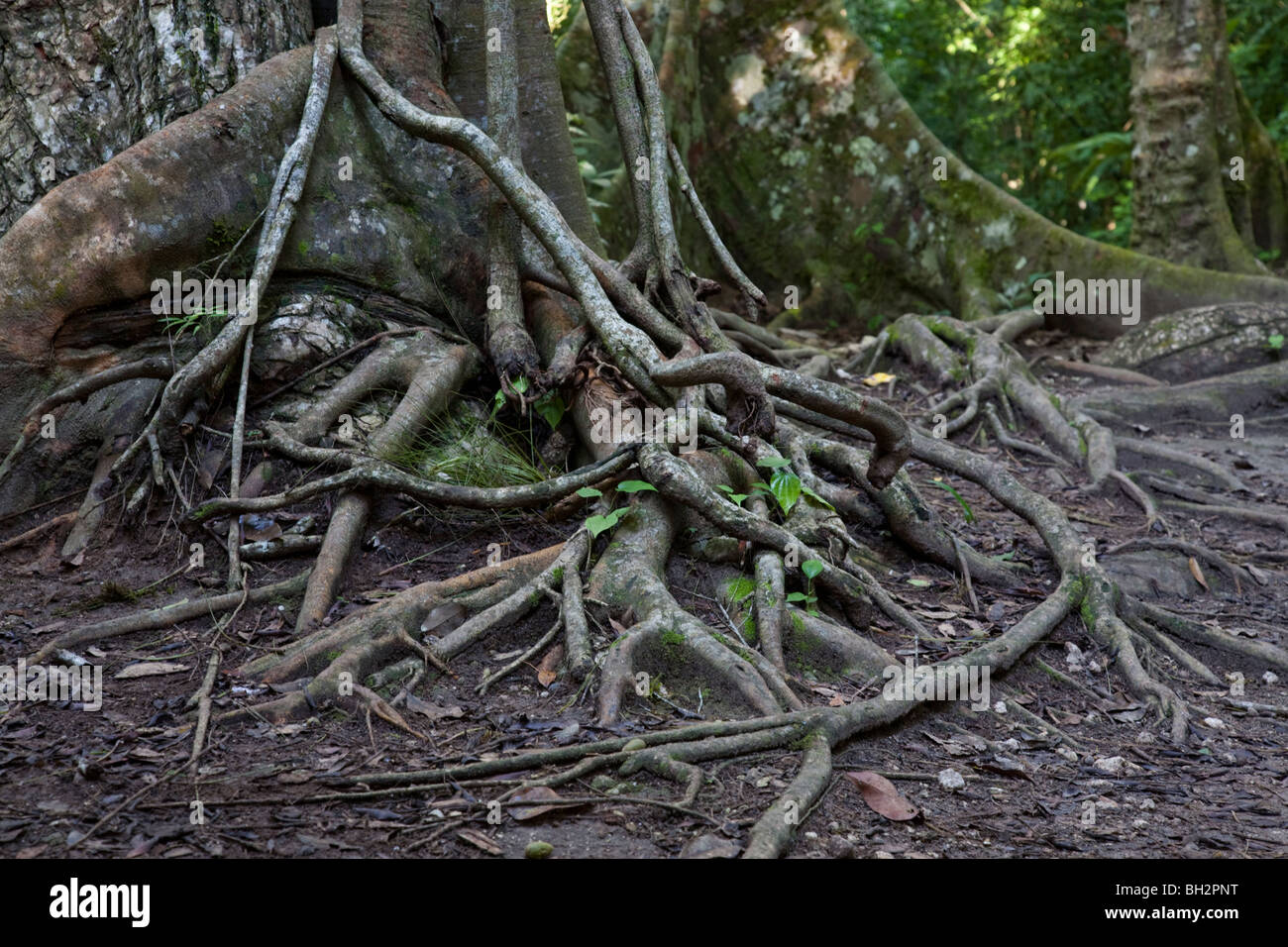 Tikal national park guatemala trees hi-res stock photography and images ...