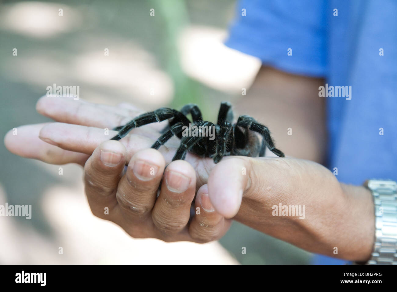 Man holding a tarantula spider Stock Photo - Alamy
