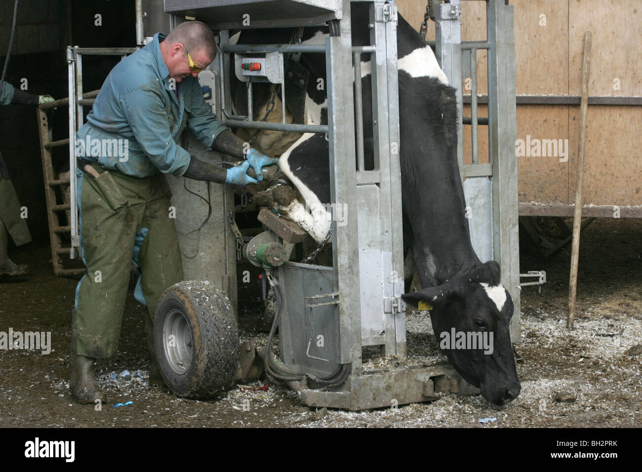 Cow feet hi-res stock photography and images - Alamy