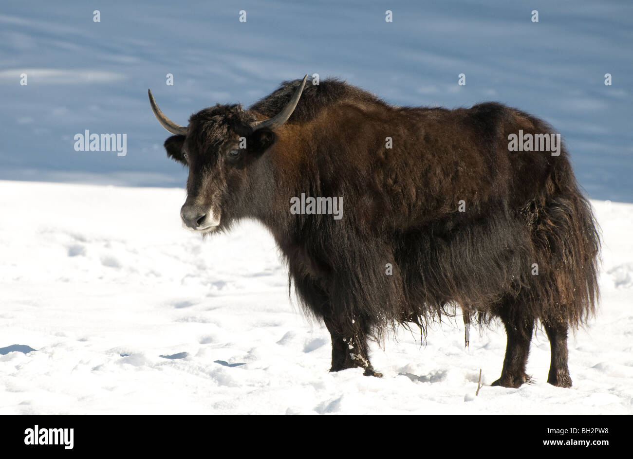 mountain yak, austria Stock Photo - Alamy