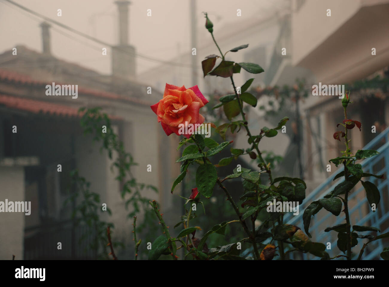 peach rose in a foggy town Stock Photo - Alamy