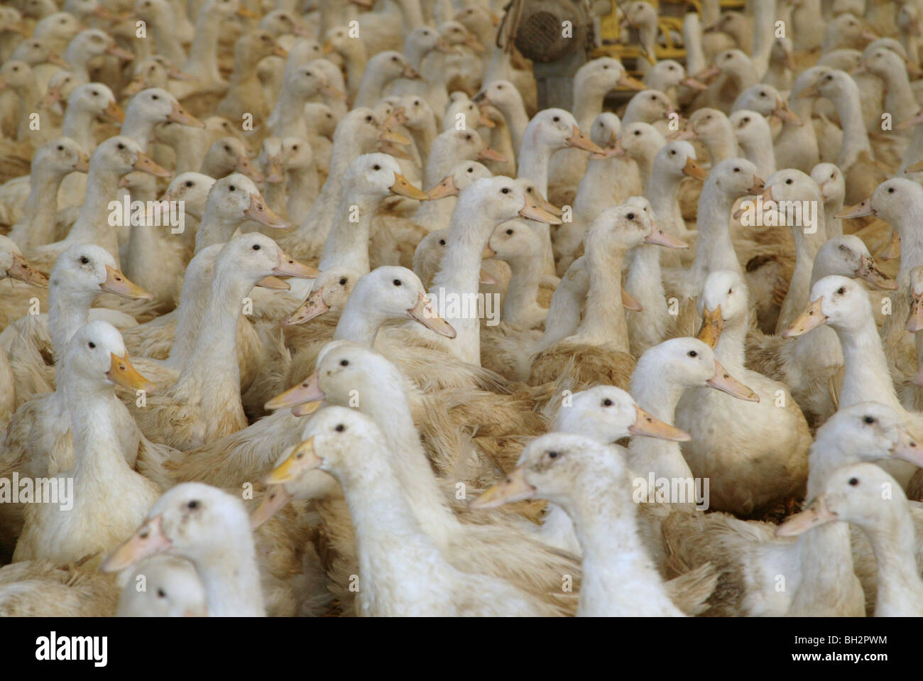 Barn feed ducks for egg production Stock Photo - Alamy