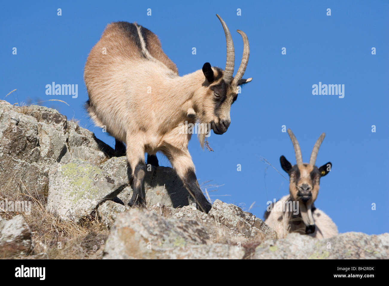 Domesticated mountain goat, South Tyrol, Italy Stock Photo - Alamy