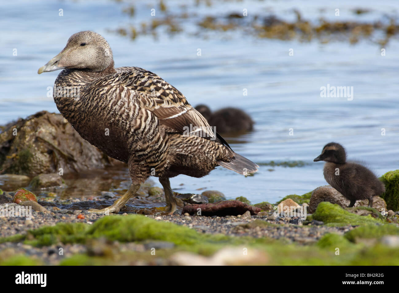Juvenile Eider Duck High Resolution Stock Photography and Images - Alamy