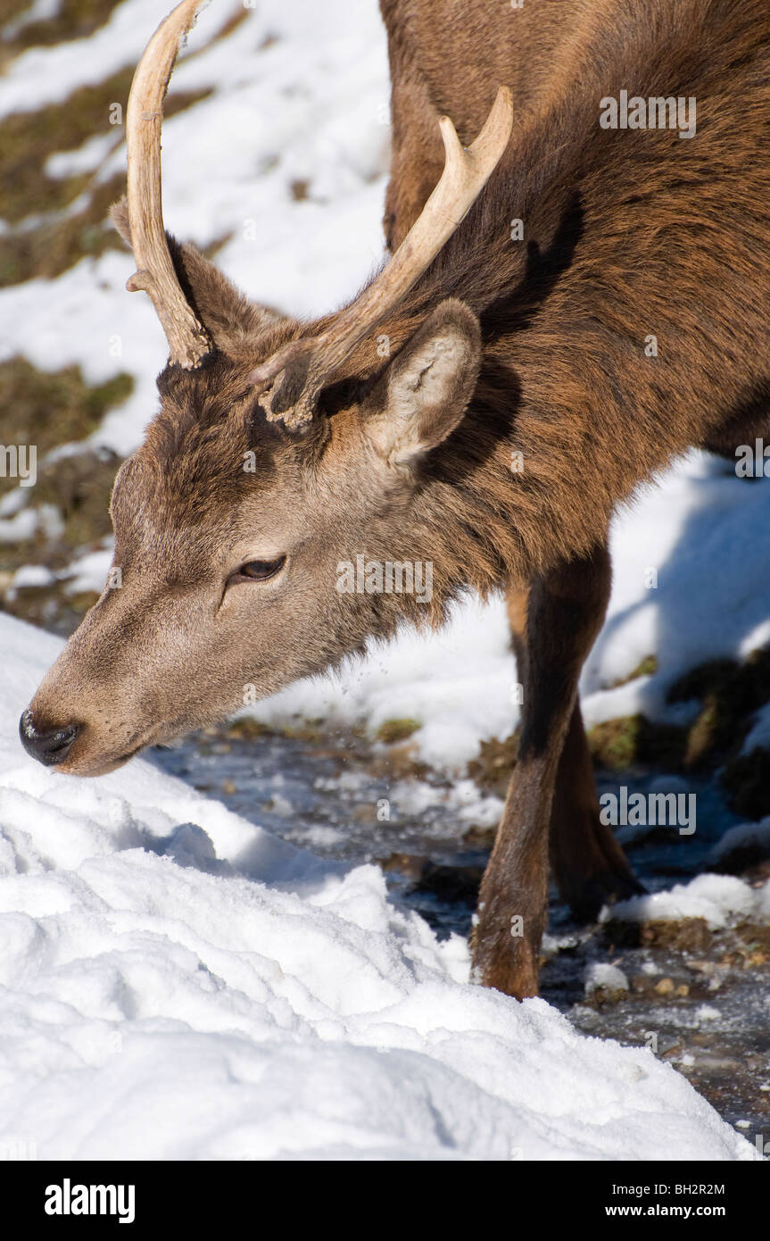 Austrian Animal High Resolution Stock Photography and Images - Alamy