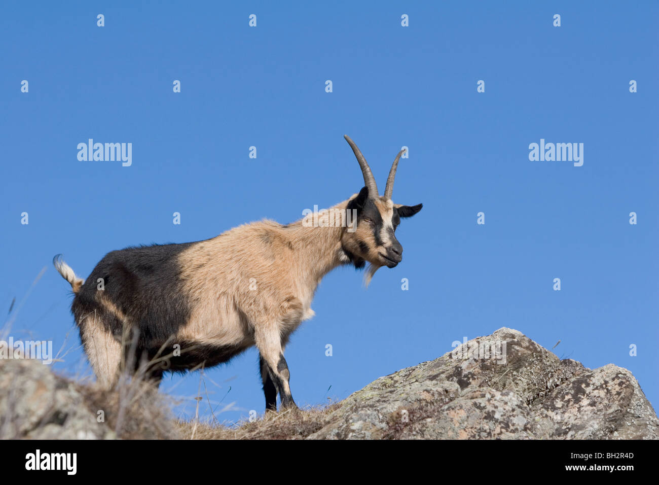 Domesticated mountain goat, South Tyrol, Italy Stock Photo - Alamy