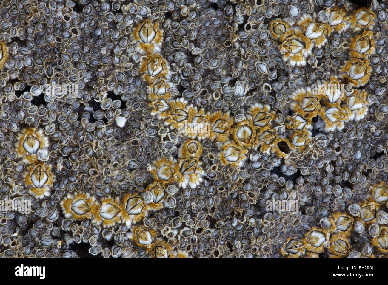 Barnacle Balanidae High Resolution Stock Photography and Images - Alamy