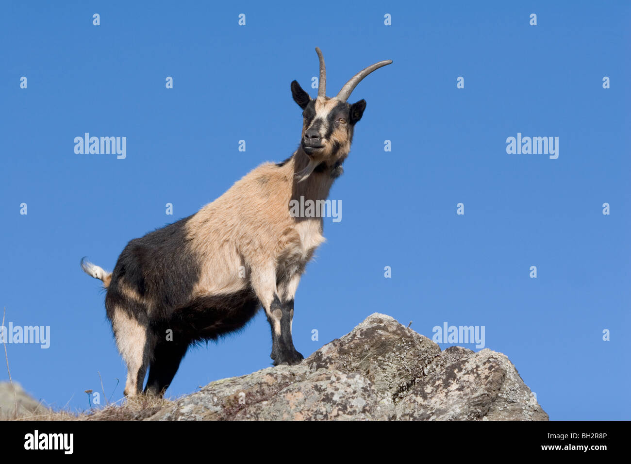 Domesticated mountain goat, South Tyrol, Italy Stock Photo - Alamy