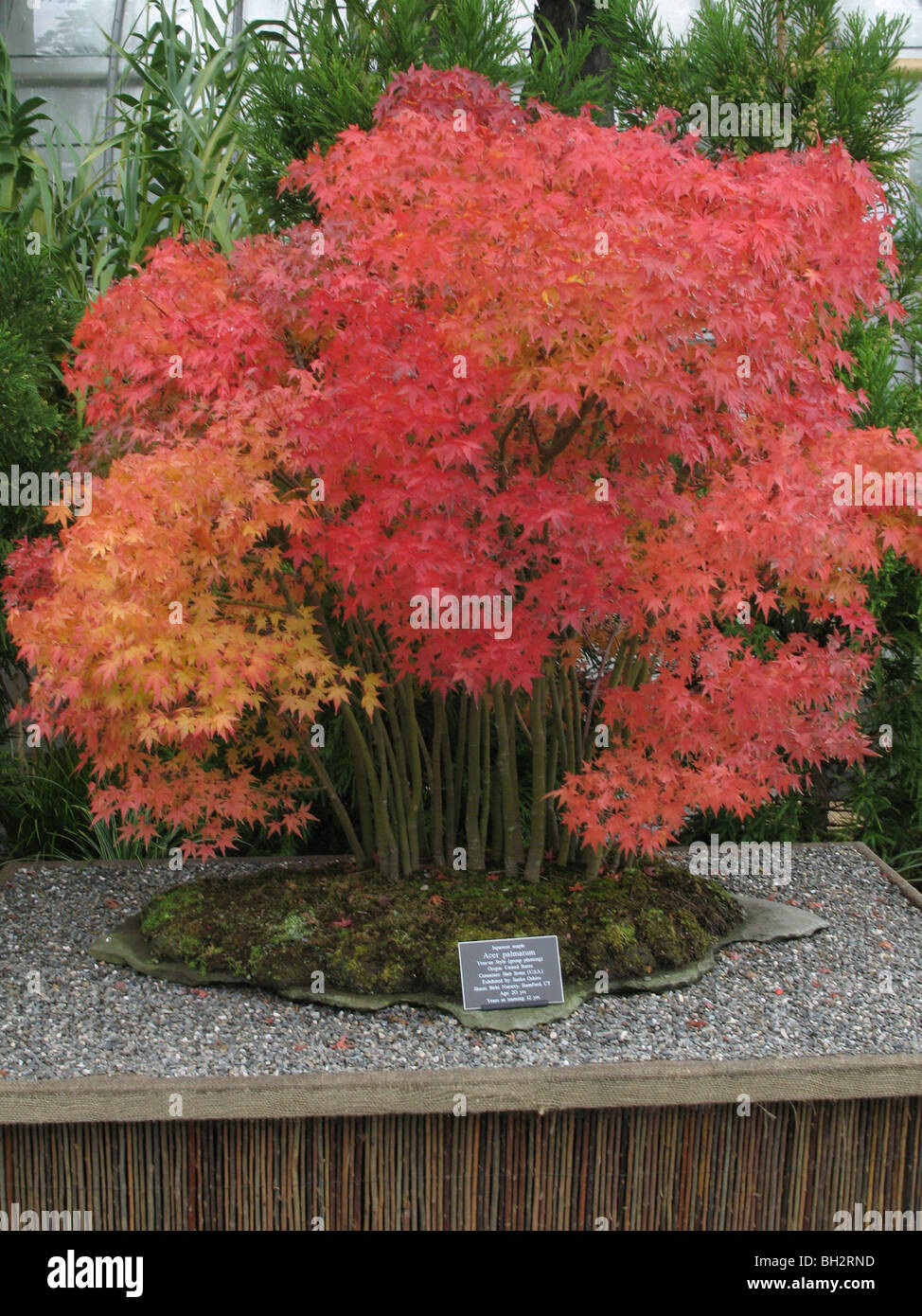 Miniature Japanese Maple at the New York Botanical Garden Stock Photo ...