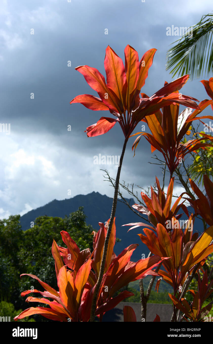 Cordyline fruticosa hi-res stock photography and images - Alamy