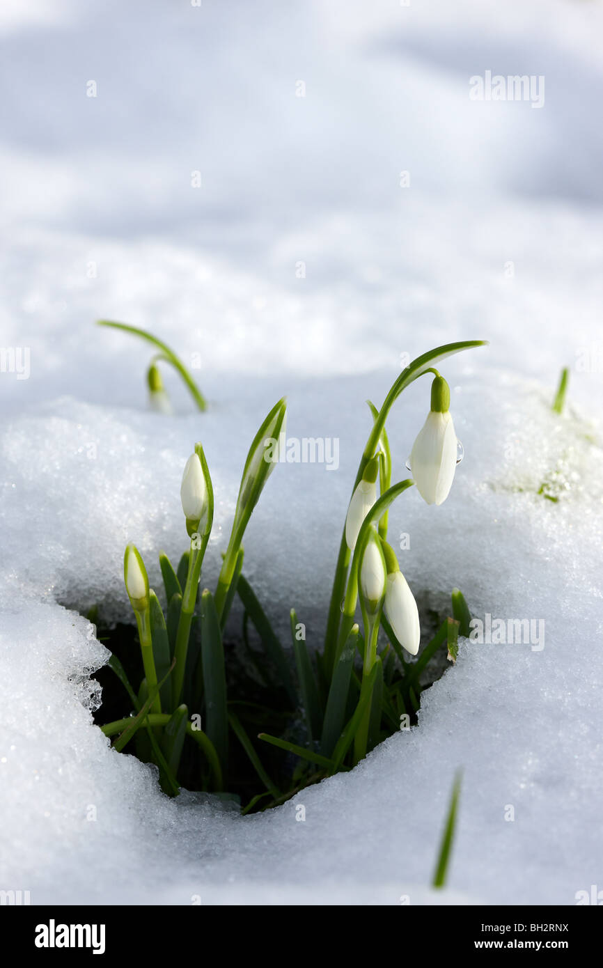 Snowdrop in snow hi-res stock photography and images - Alamy