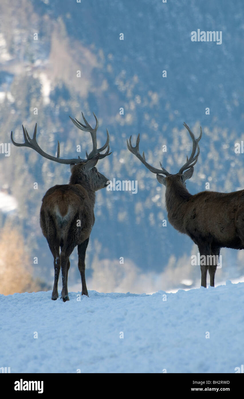 Forest landscape with stags hi-res stock photography and images - Alamy