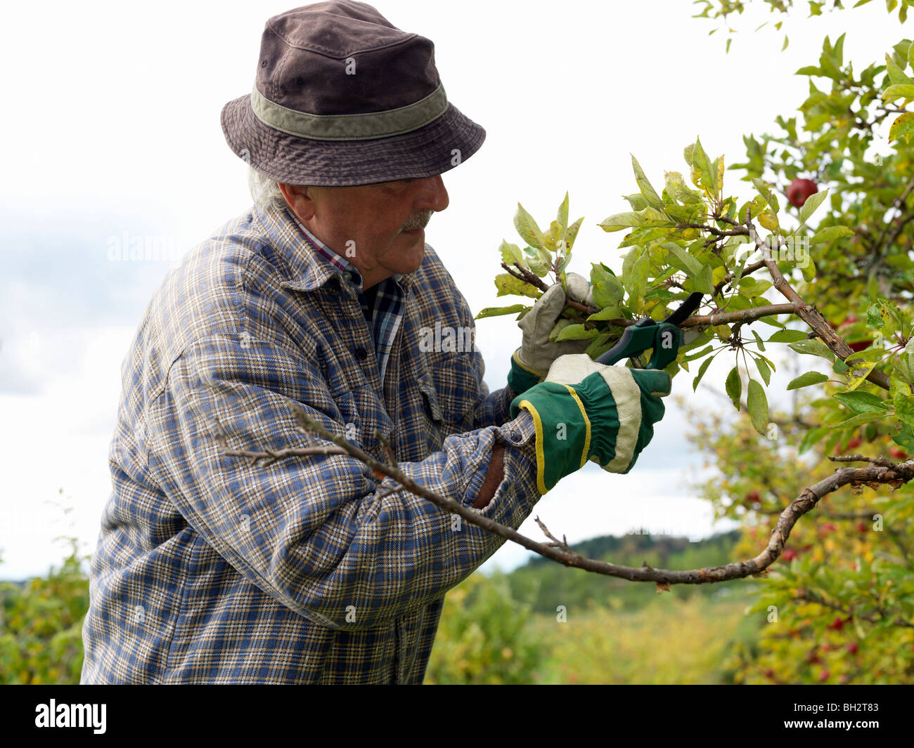Cutting tree limb hi-res stock photography and images - Alamy