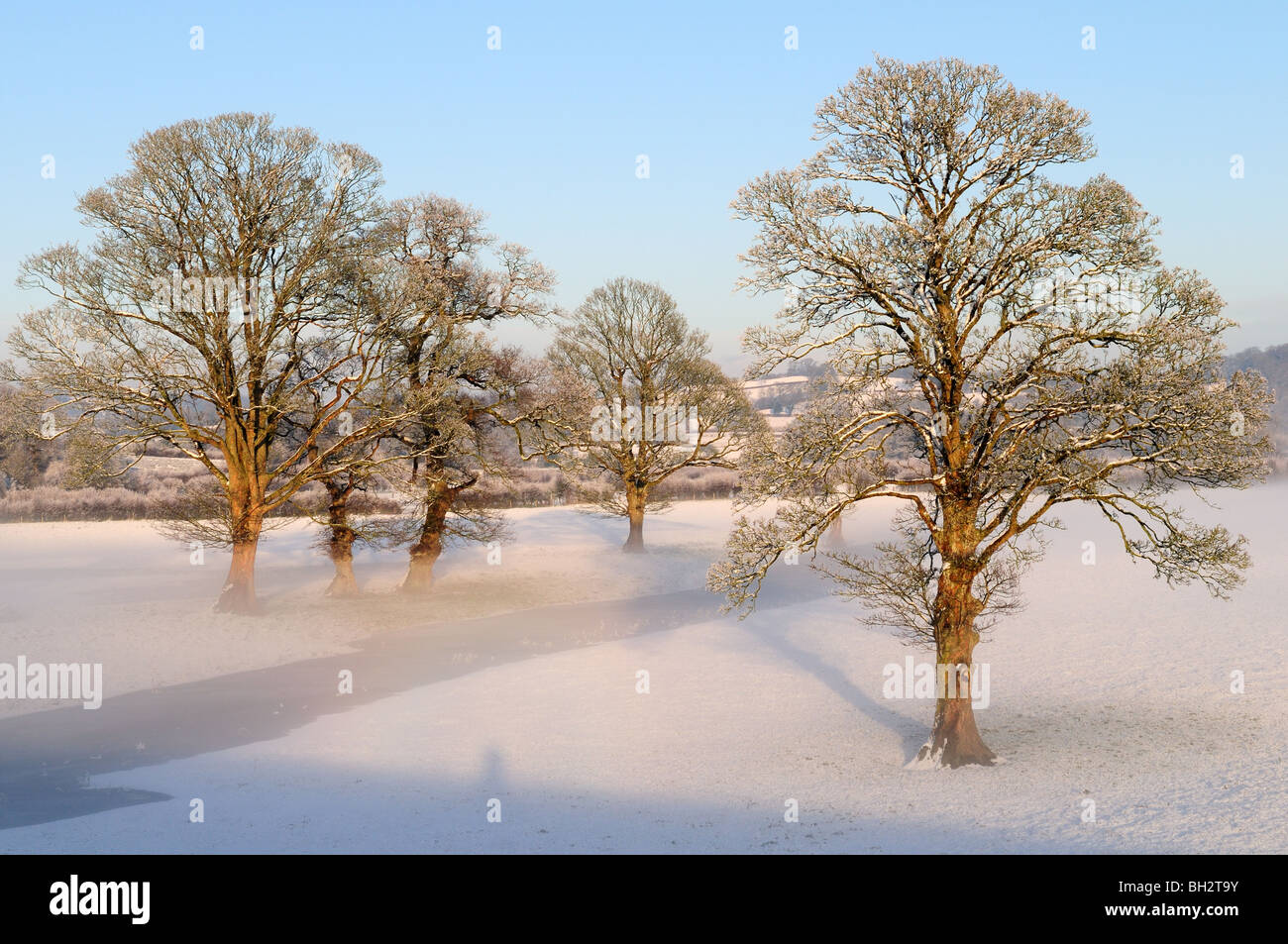 Oak tree trees sunset hi-res stock photography and images - Alamy