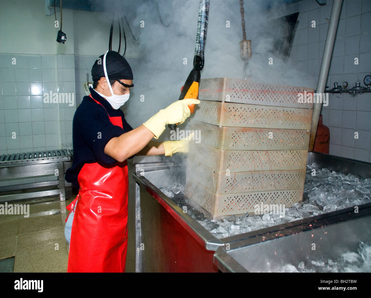 Ecuador. Guayaquil city. Factory shrimp and fish processing. Cooking ...
