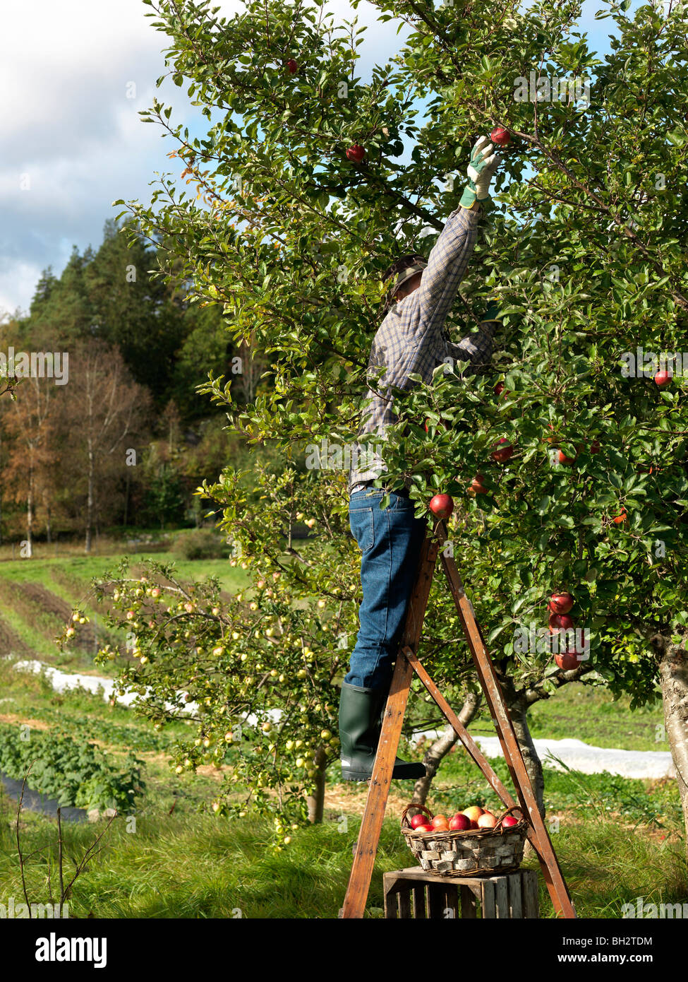 Man picking apples Stock Photo - Alamy