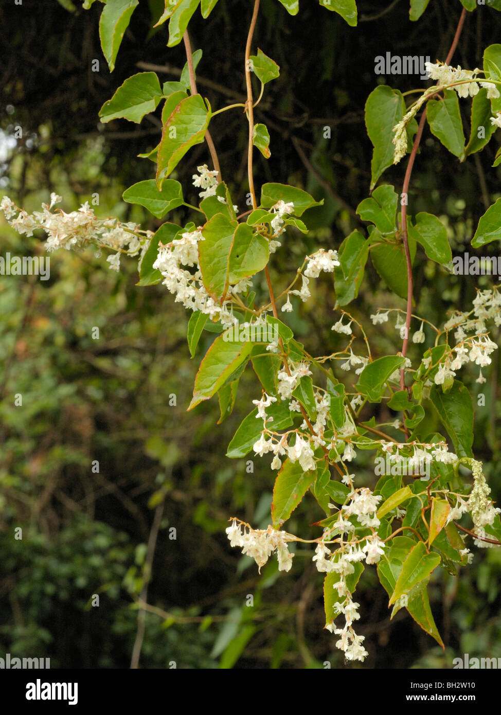Russian-vine, fallopia baldschuanica Stock Photo - Alamy