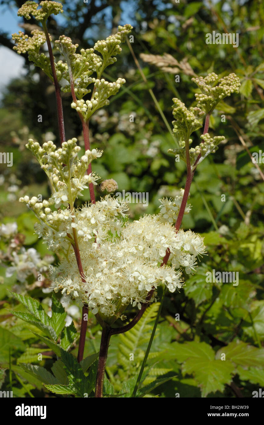 Meadowsweet, filipendula ulmaria Stock Photo - Alamy