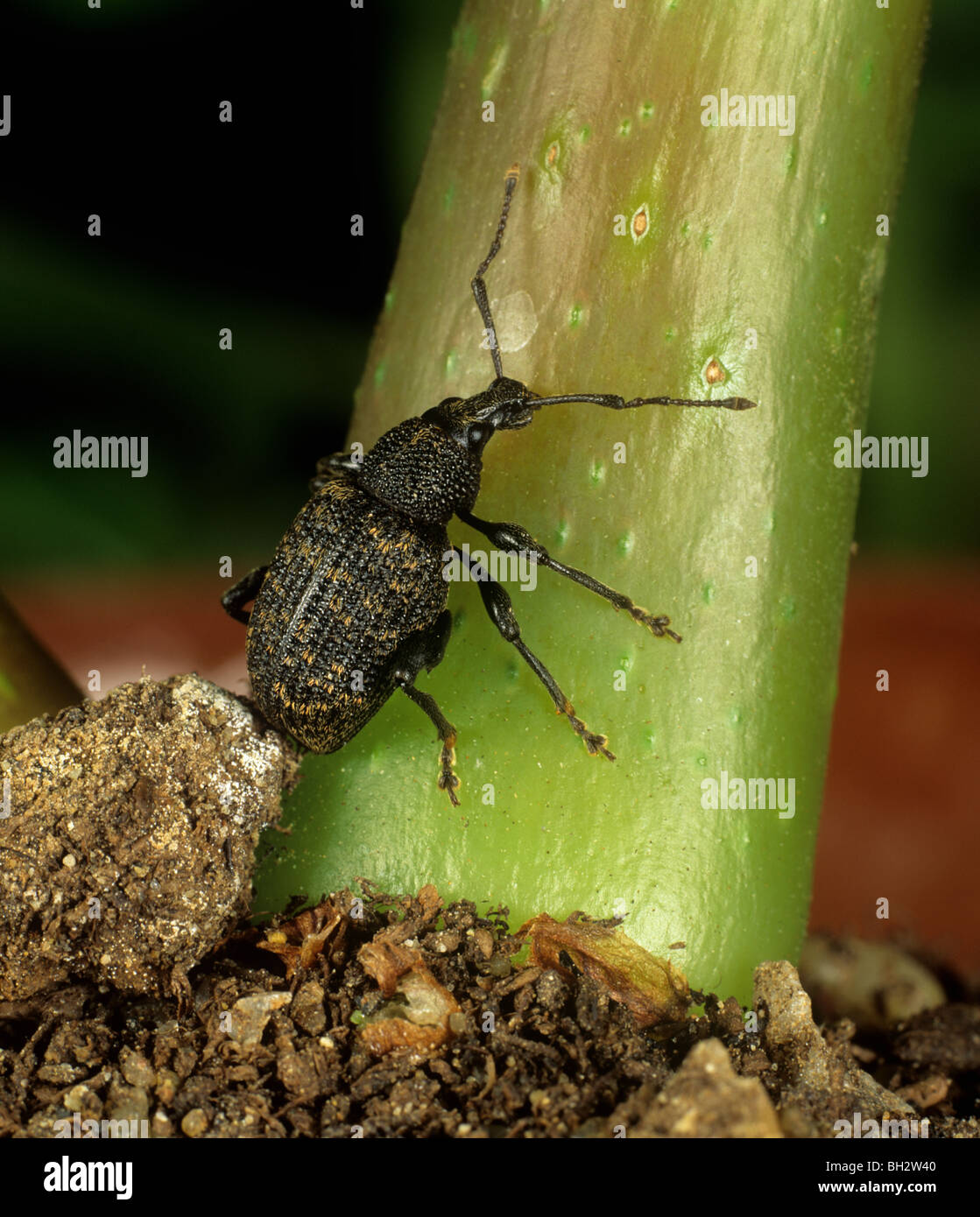 Adult vine weevil, Otiorhynchus sulcatus, a serious pest of pot and ...