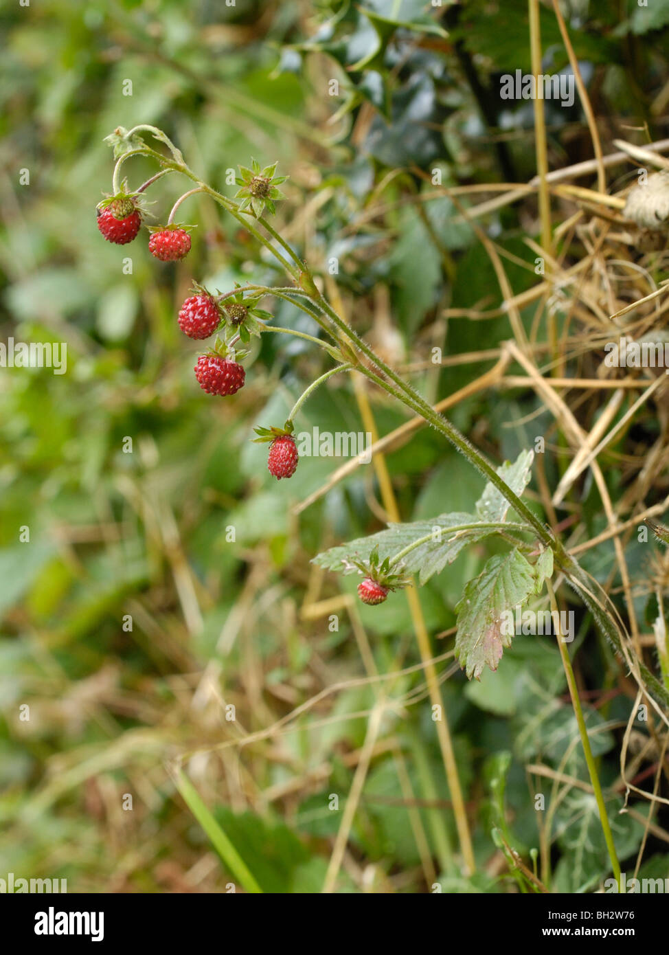 Wild Strawberry fruits, fragaria vesca Stock Photo - Alamy