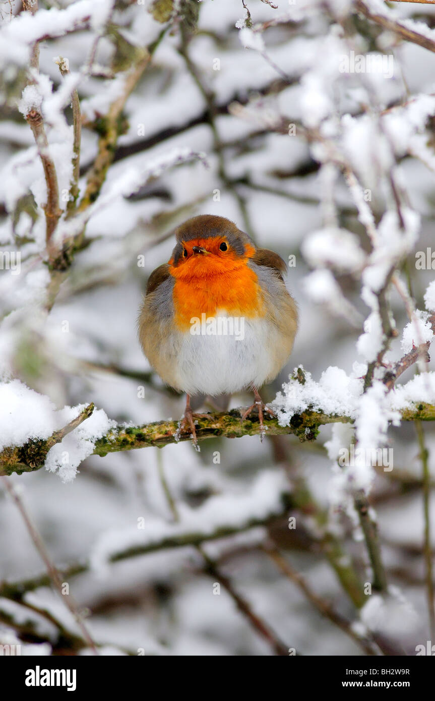 Christmas robin hi-res stock photography and images - Alamy