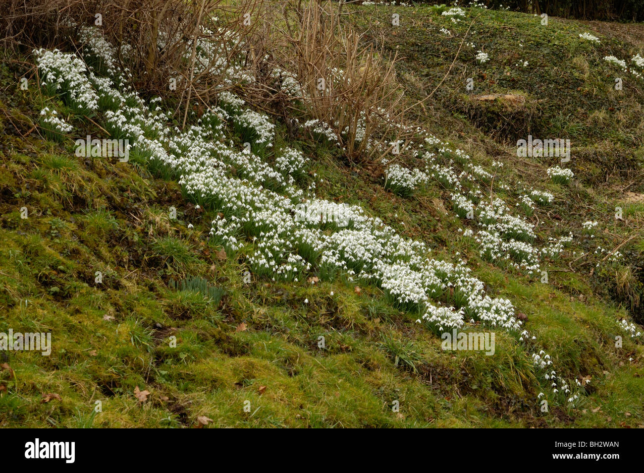 Snow drop lily hi-res stock photography and images - Alamy