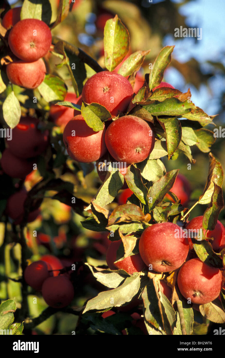 Apple Tree in Orchard Stock Photo - Alamy